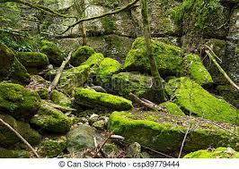 Mousse des Bois :: Elixirs-mjta7